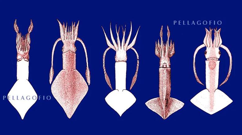 ️】Cómo hacer rabas como en los bares - Kazoku Restaurante