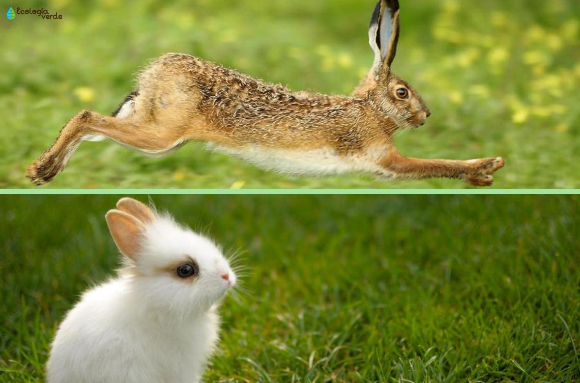 ️】Imágenes de conejos para pintar - Kazoku Restaurante
