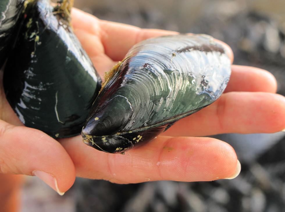️】Cómo hacer clochinas al estilo valenciano - Kazoku Restaurante